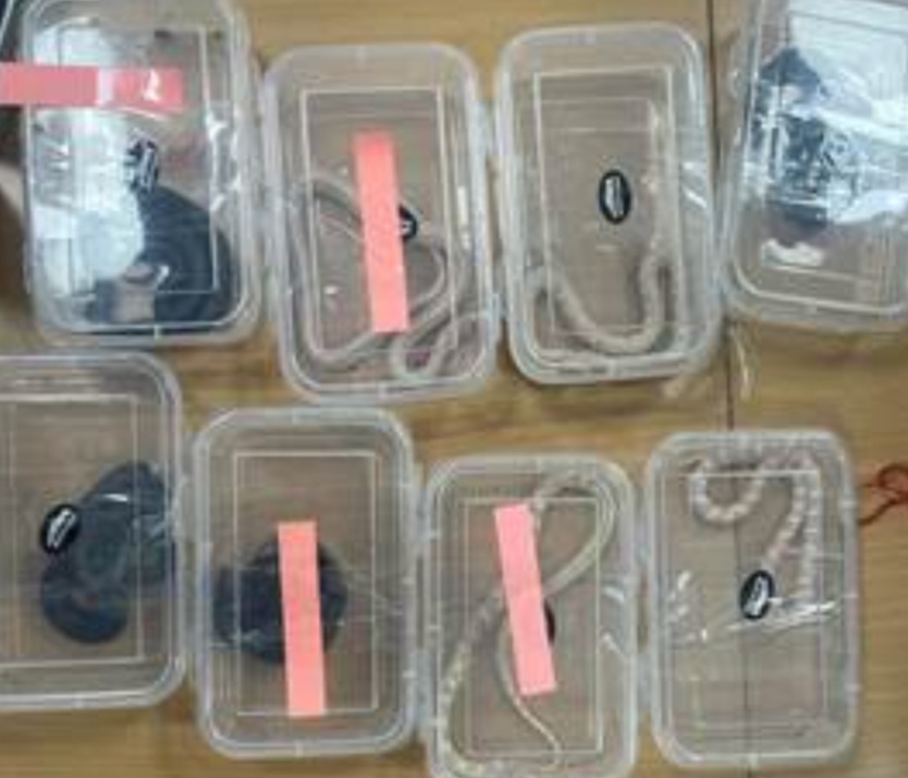 DRI detects 18 non-indigenous animals in checked-in baggage with 3 ...