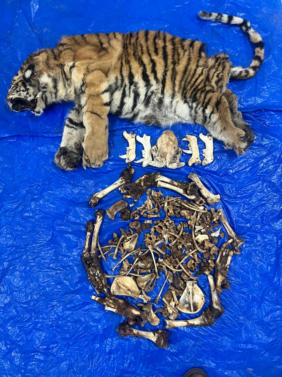 Seized tiger skin (appx. 5 ft 10 in) & skeletal remains (skulls, jaws ...